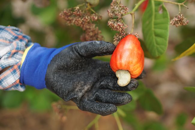 Die Cashew-Story: Was hinter dem Trendprodukt steckt | Sustainability ...