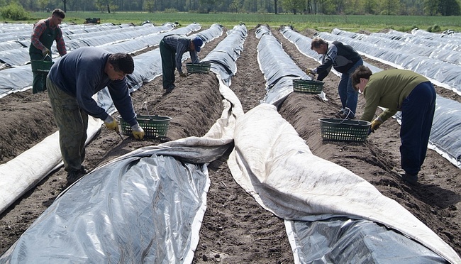 Kurzfristige Beherbergung von Erntehelfern | Steuern | Haufe